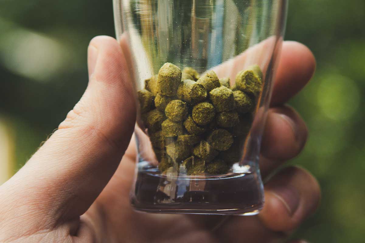 Dry Hopping Your Beer Like a Pro